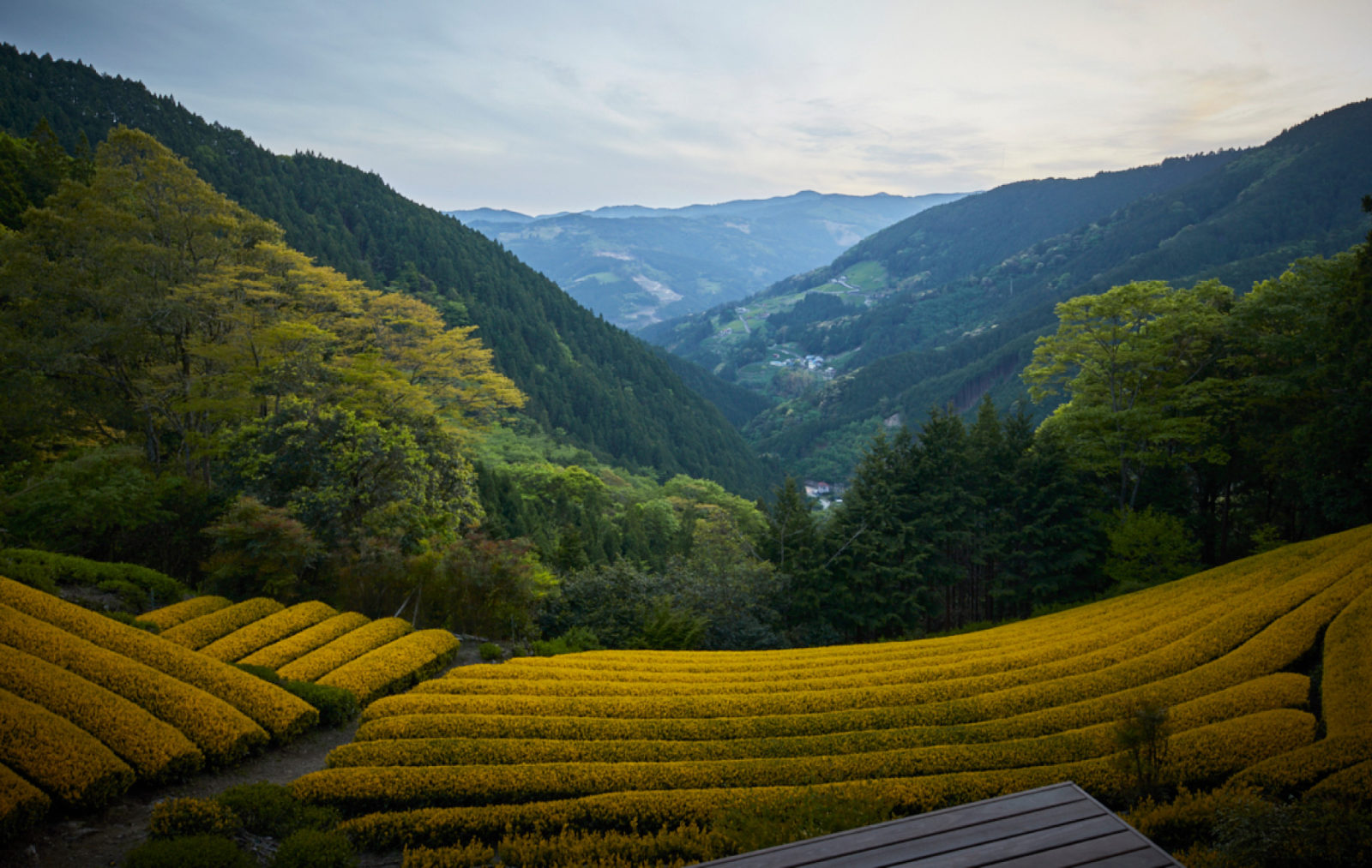 Elope in Japanese Tea Fields • Stunning Elopement Locations in Japan